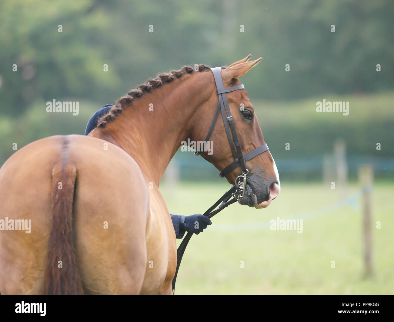 Plaited tail horse hi-res stock photography and images - Alamy