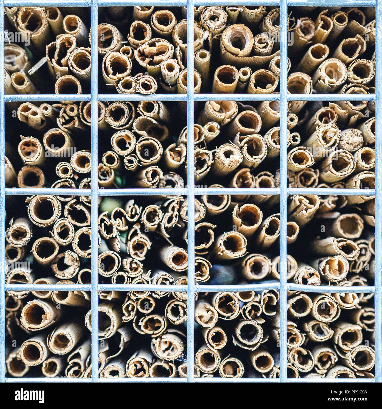 Nature made nest with cones hi-res stock photography and images - Alamy