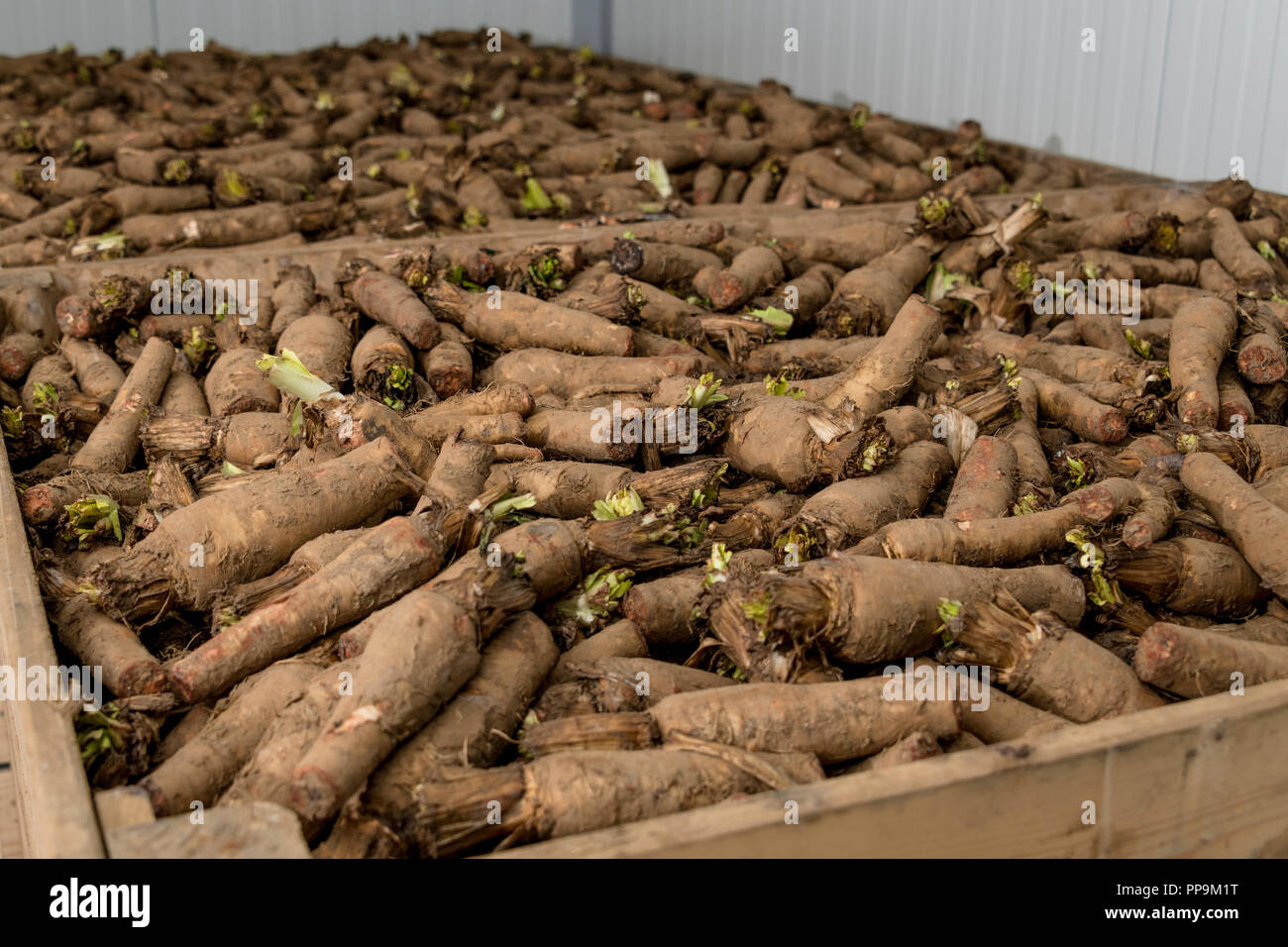 Storage roots hi-res stock photography and images - Alamy