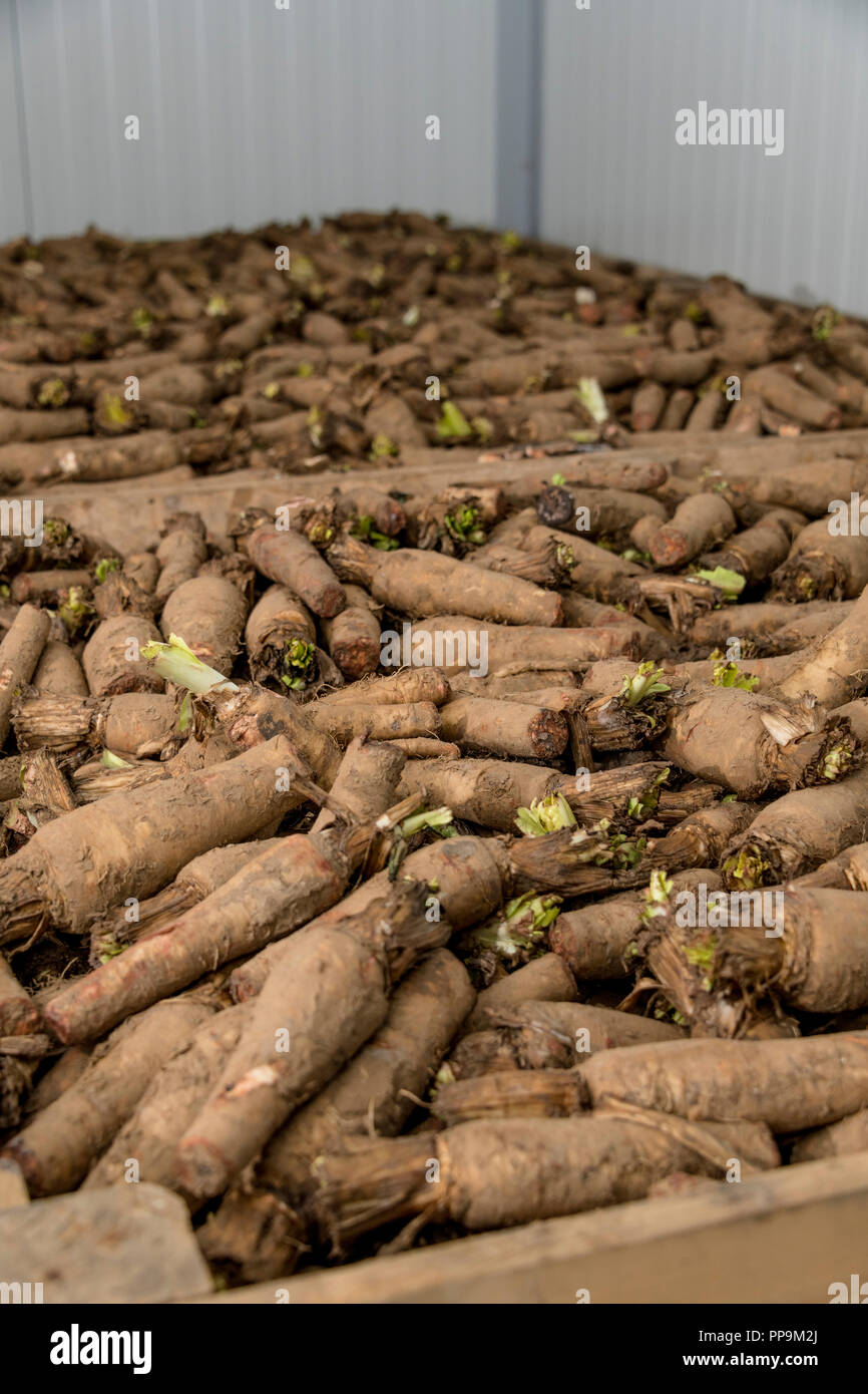 Root vegetables storage hi-res stock photography and images - Alamy