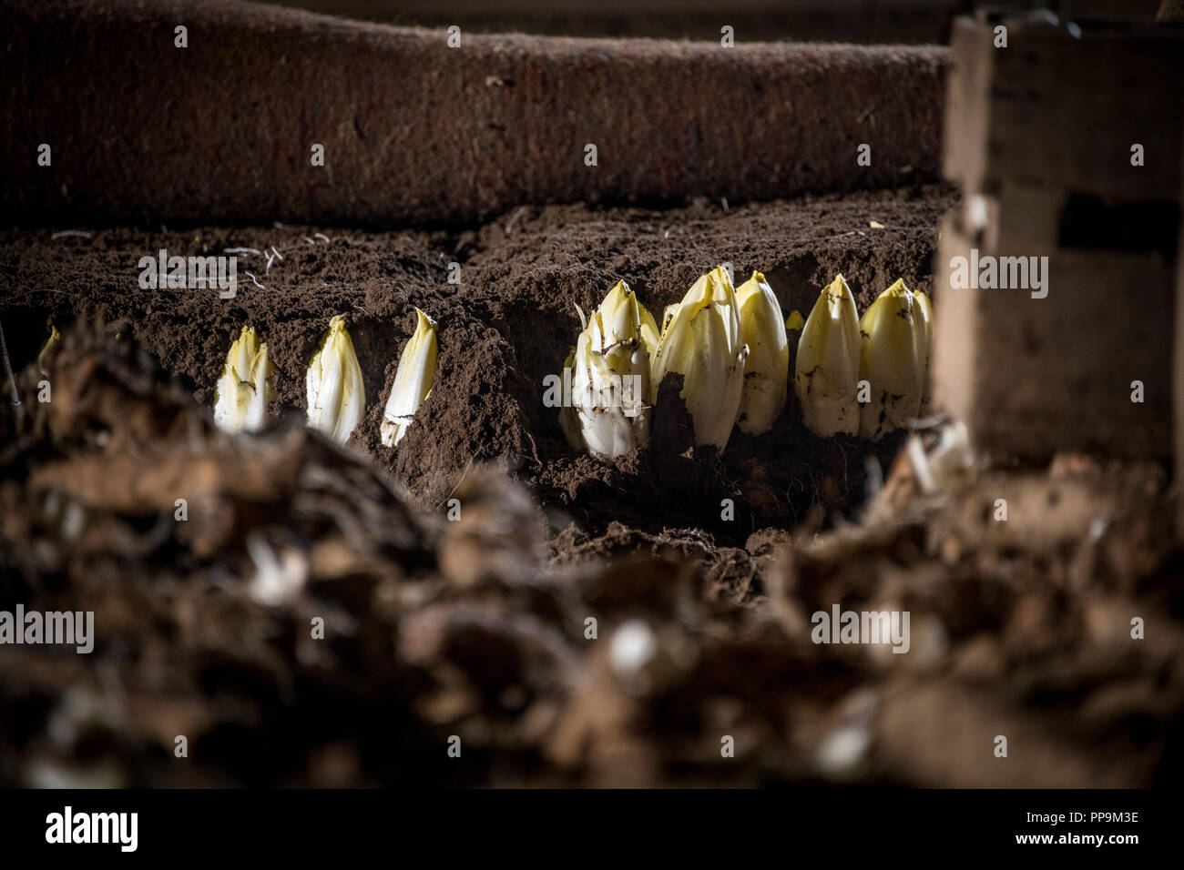 Growing chicory endive hi-res stock photography and images - Alamy