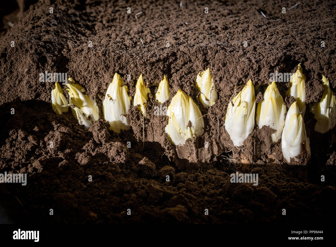 Belgian endive growing in earth Stock Photo - Alamy