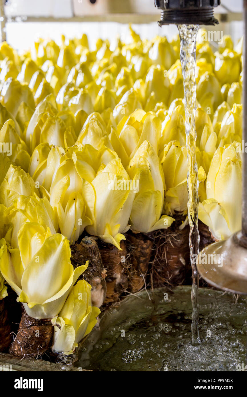 Belgian endive growing Stock Photo - Alamy