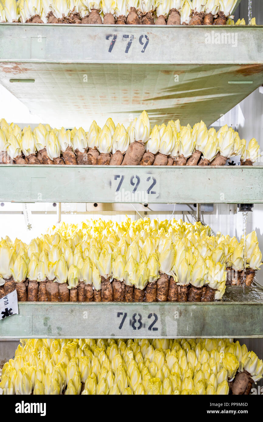 Endive tray hi-res stock photography and images - Alamy