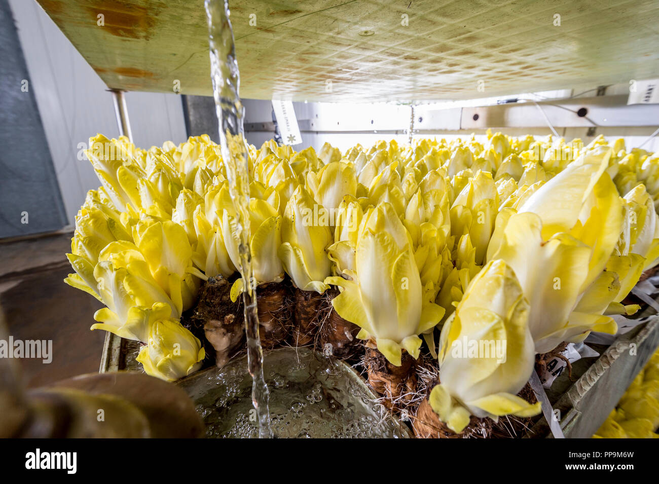 Endive Plant