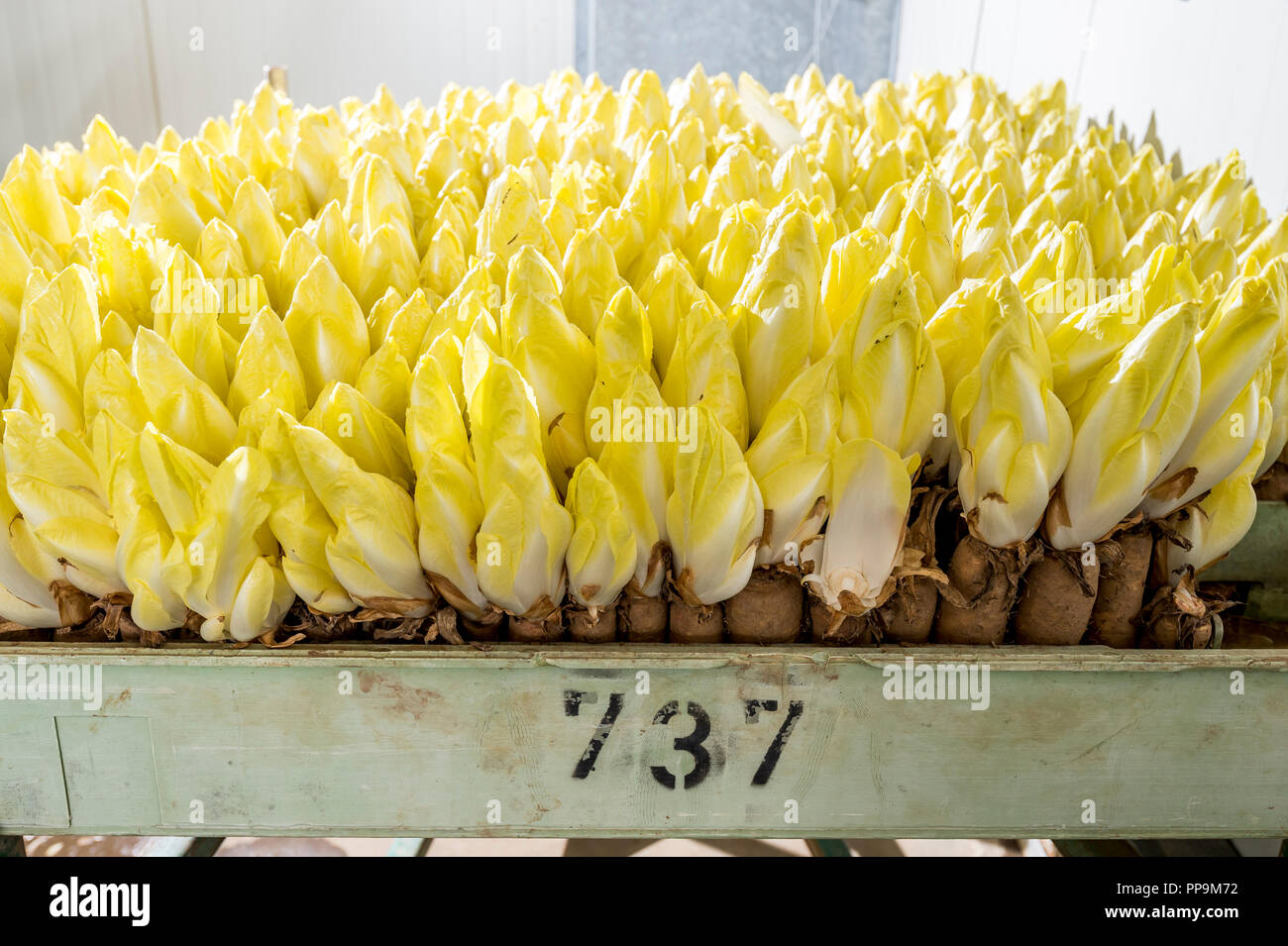 Belgian Endive Growing