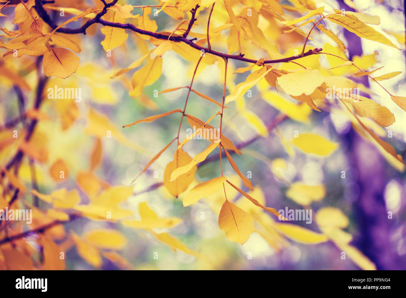 Walnut tree branches with yellow leaves in autumn forest Stock Photo ...