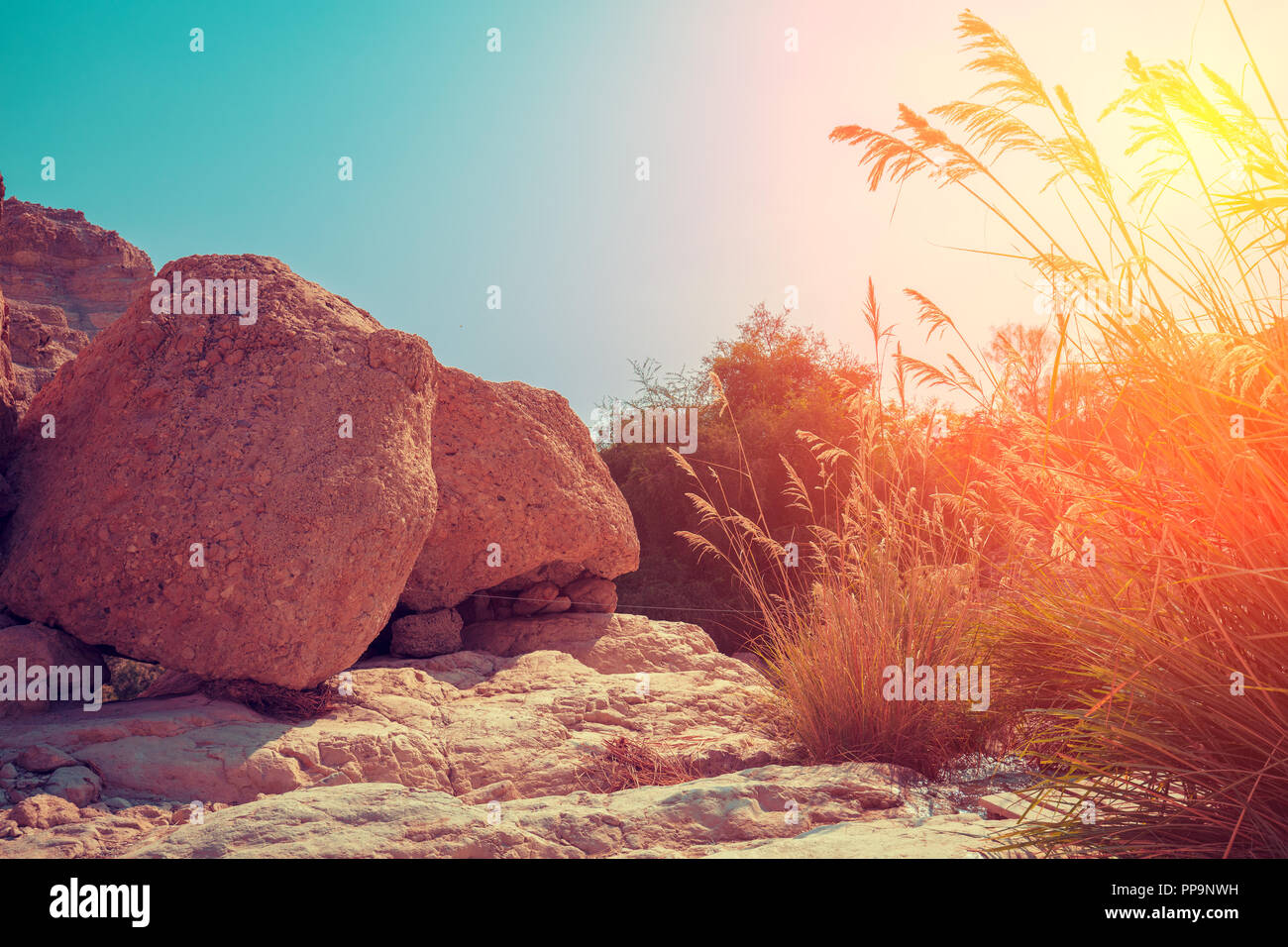Oasis in desert. Ein Gedi reserve, Israel Stock Photo - Alamy