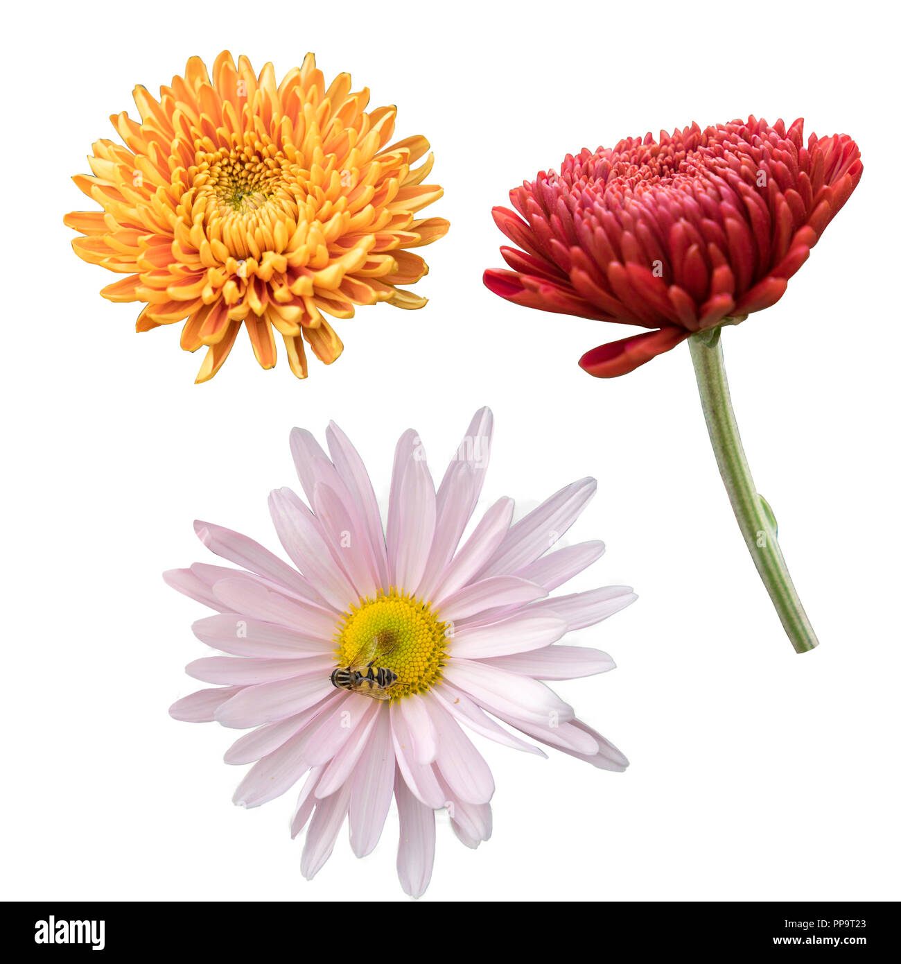 Chrysanthemum flowers of different colors on white isolated background ...