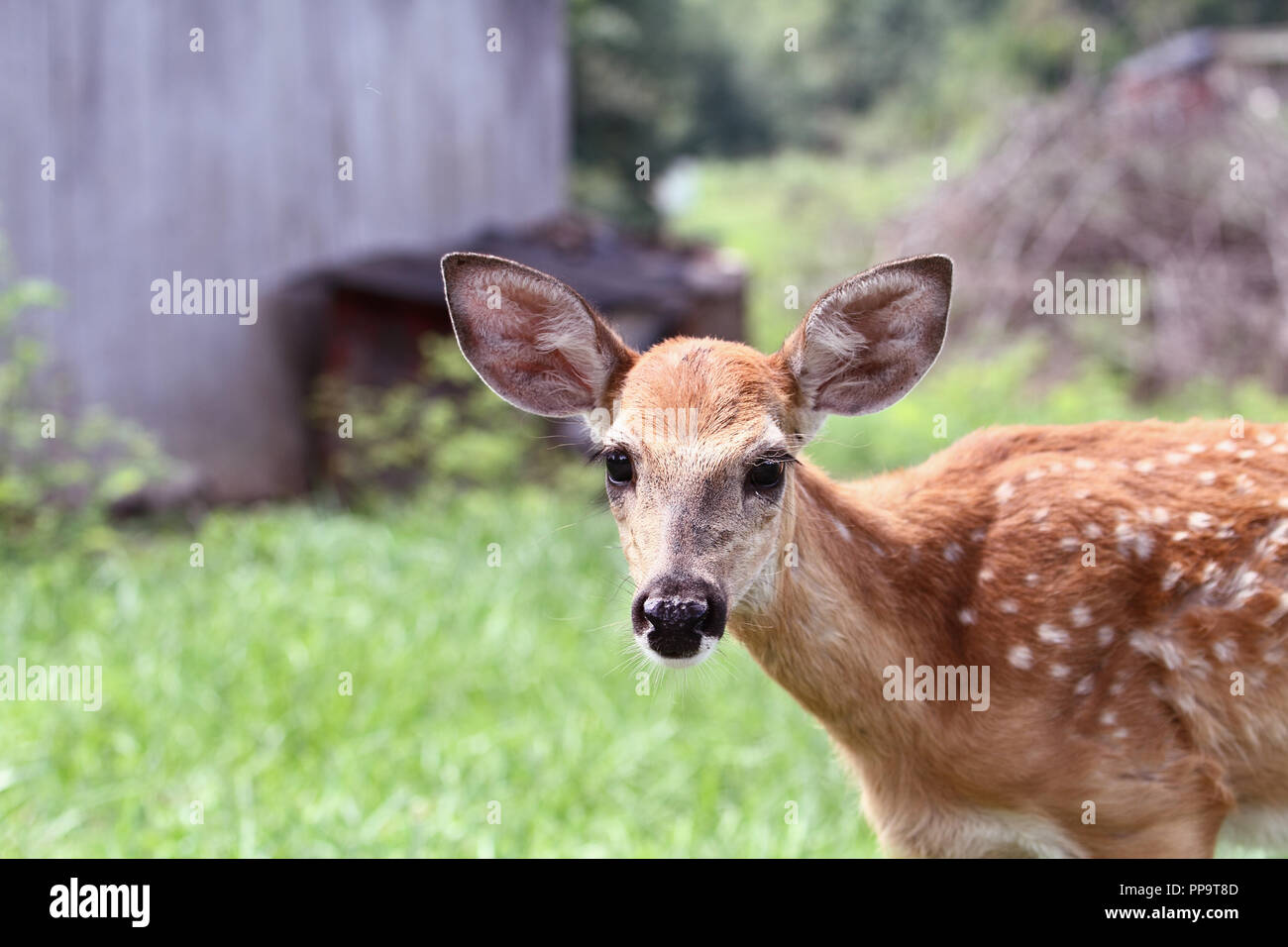Fawn with spots hi-res stock photography and images - Alamy