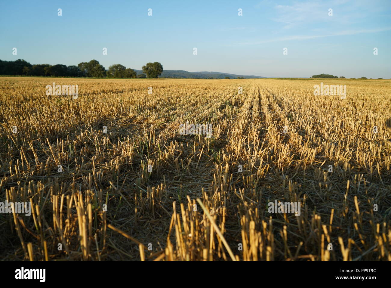 Harvested grain field in summer in Germany Stock Photo - Alamy