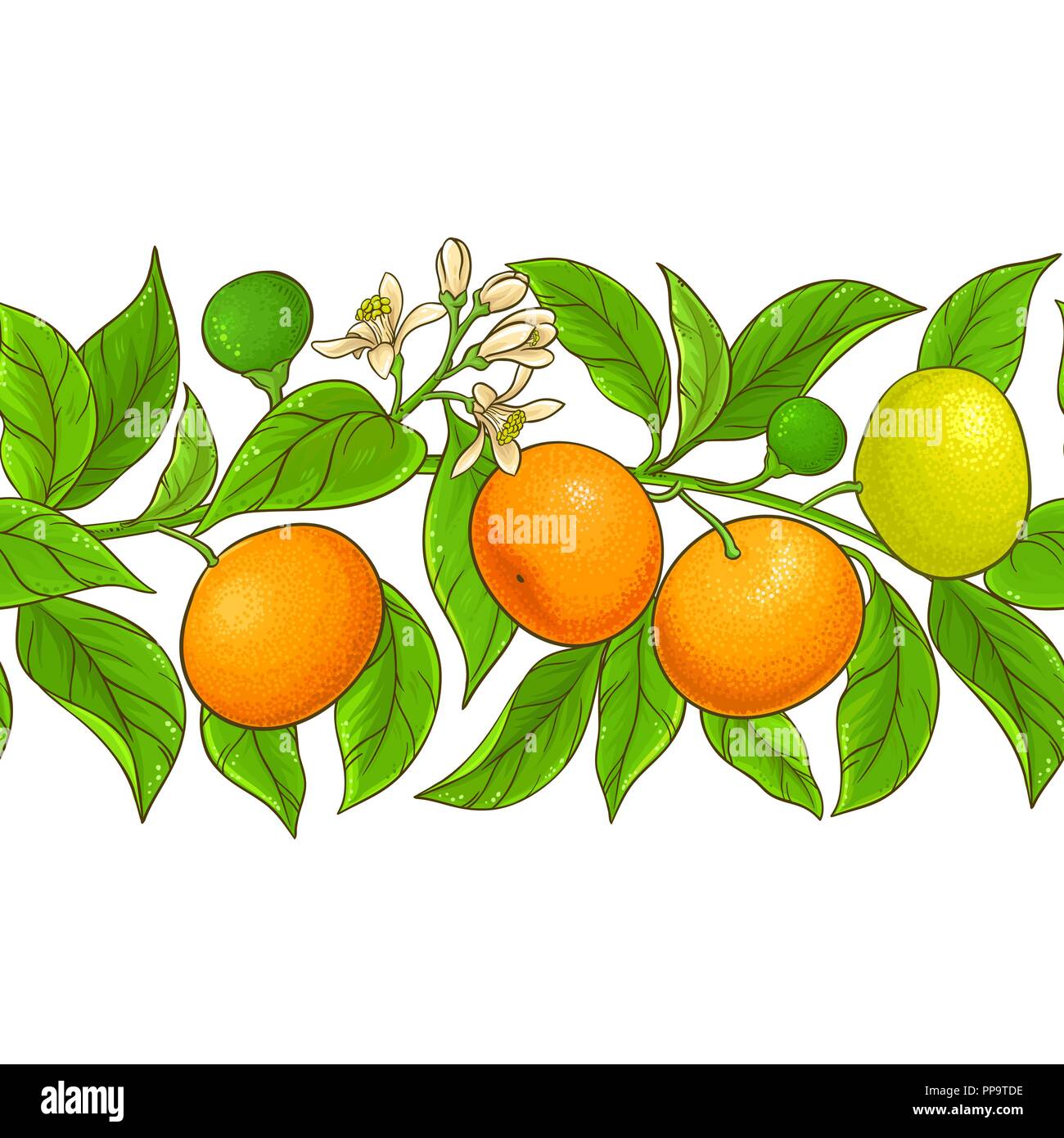 mandarin vector pattern on white background Stock Vector Image & Art ...