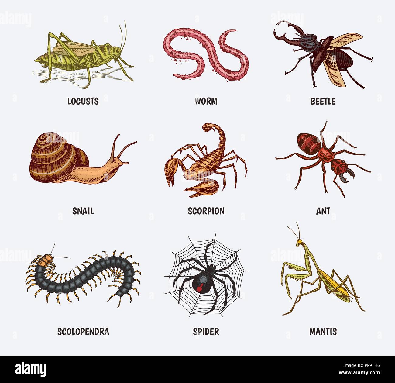 Illustration of centipede hi-res stock photography and images - Alamy