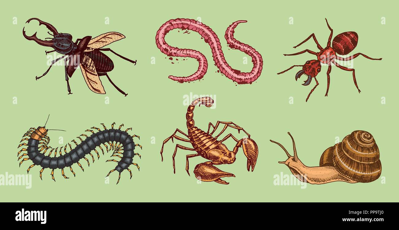 House Insects Pictures