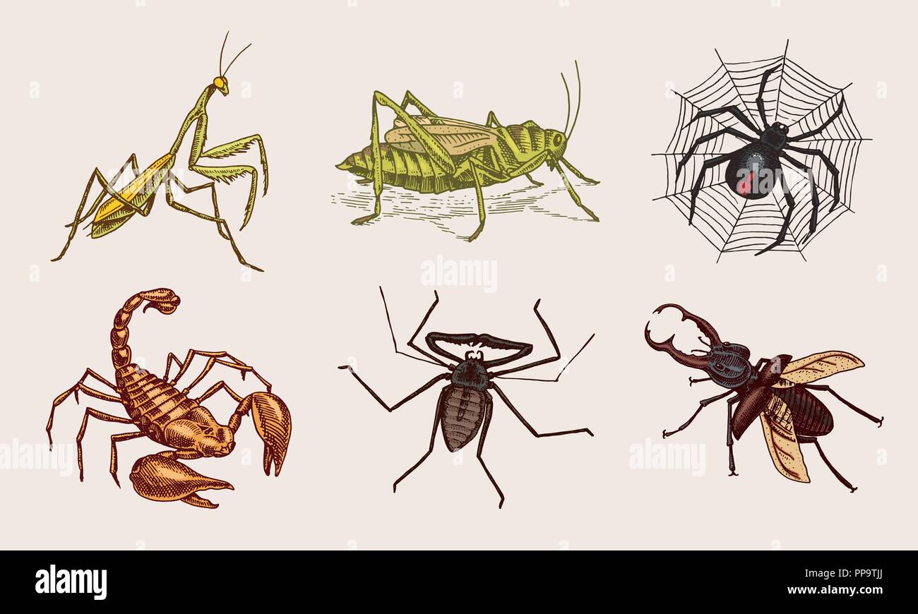 Whip scorpion insect Stock Vector Images - Alamy