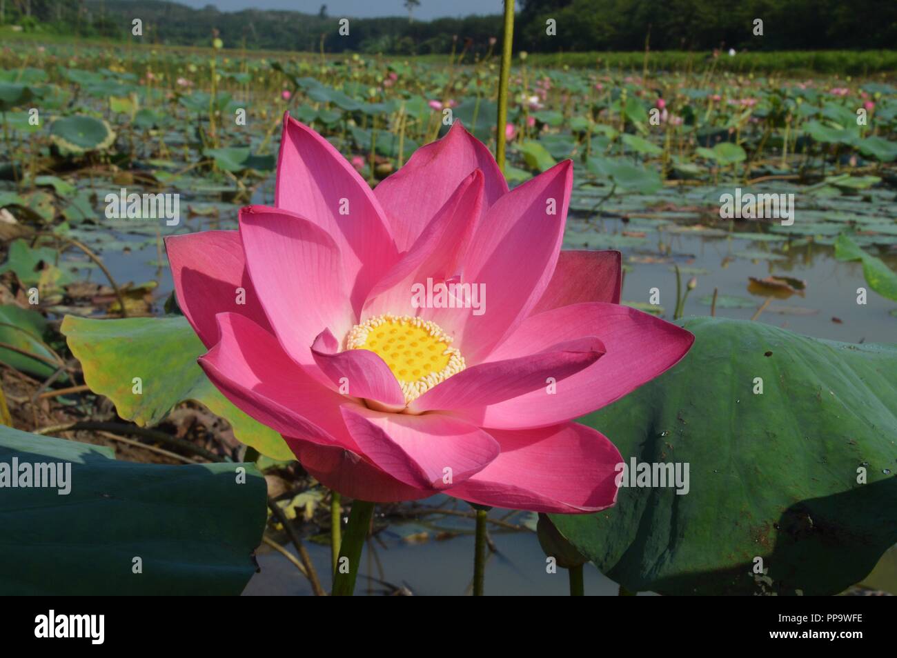 Red lotus flower hi-res stock photography and images - Alamy