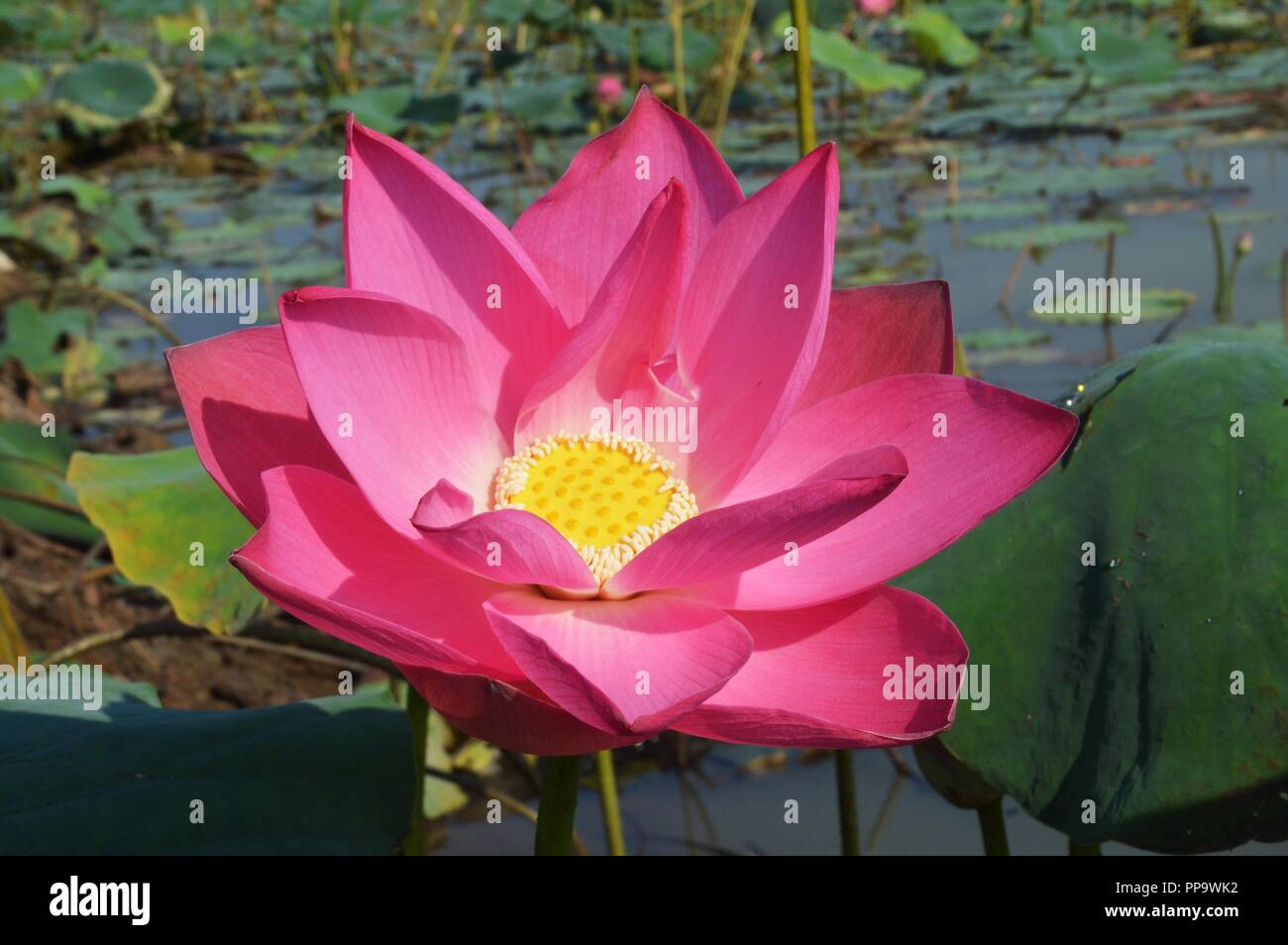 Red lotus flower hi-res stock photography and images - Alamy