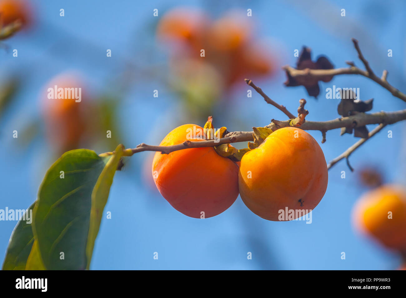 Ripe orange persimmons on the persimmon tree, fruit Stock Photo - Alamy