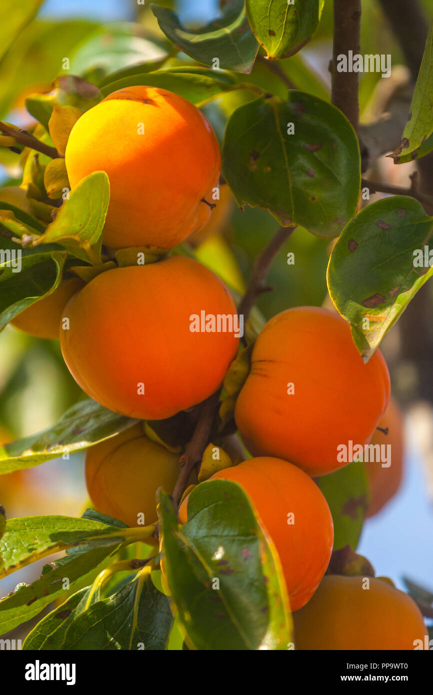 Ripe orange persimmons on the persimmon tree, fruit Stock Photo - Alamy