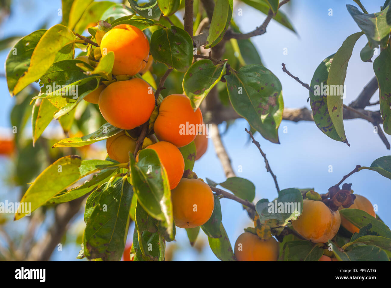 Ripe orange persimmons on the persimmon tree, fruit Stock Photo - Alamy