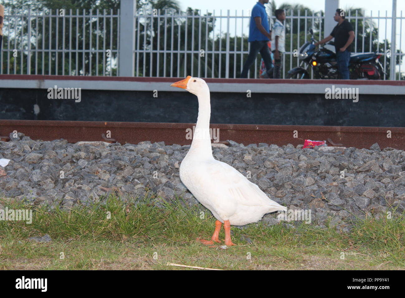 Amazing Pretty swan Stock Photo - Alamy