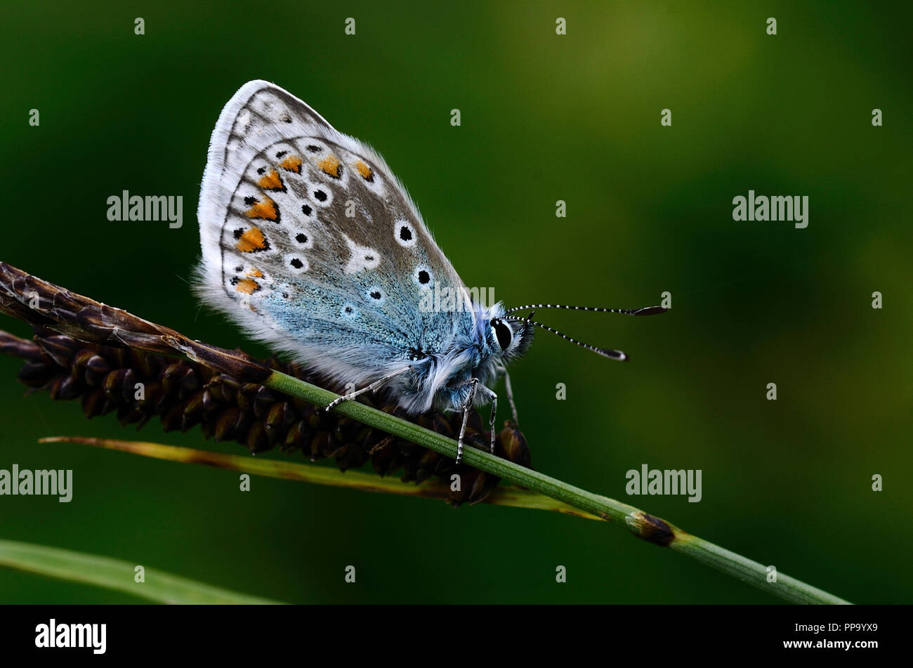 male common blue butterfly at rest Stock Photo - Alamy