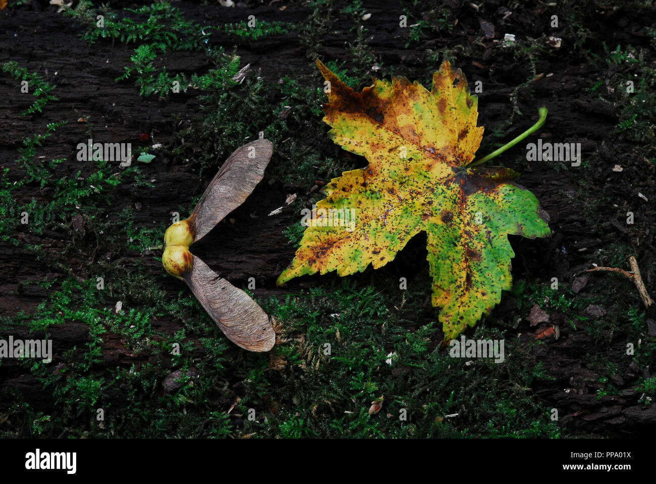 Sycamore leaf and winged seeds Stock Photo - Alamy