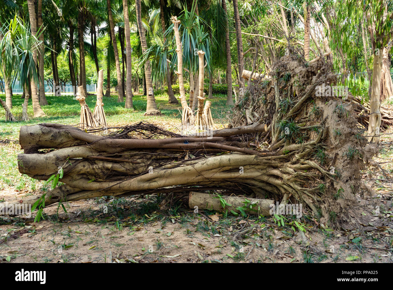 Toppled tree hi-res stock photography and images - Alamy