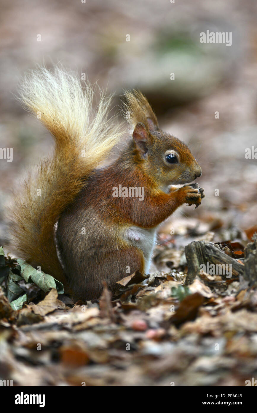 Squirrel acrobatic hi-res stock photography and images - Alamy