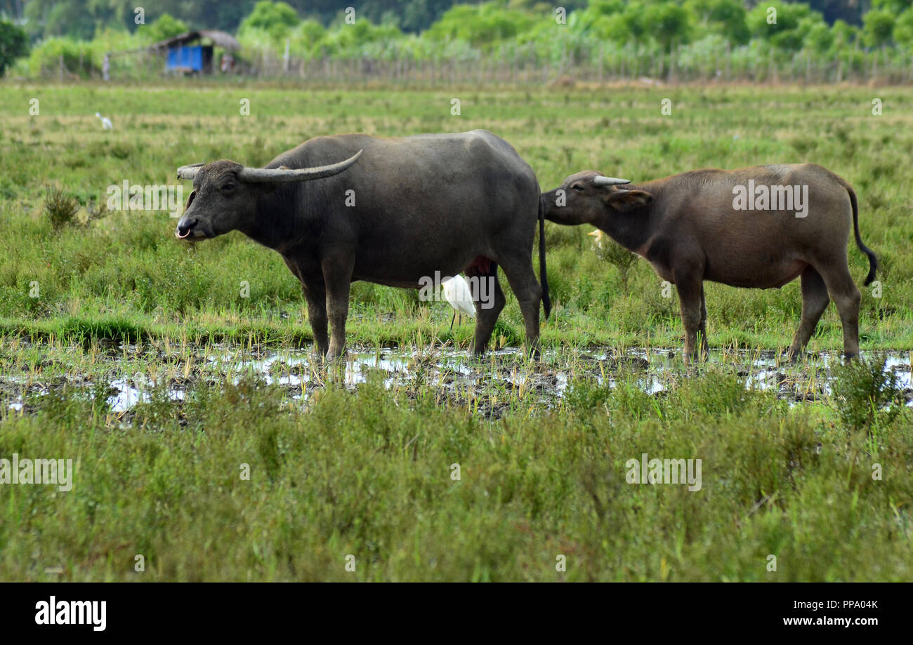 Buffallo hi-res stock photography and images - Alamy