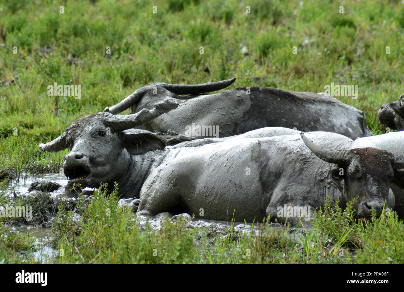 Buffallo hi-res stock photography and images - Alamy