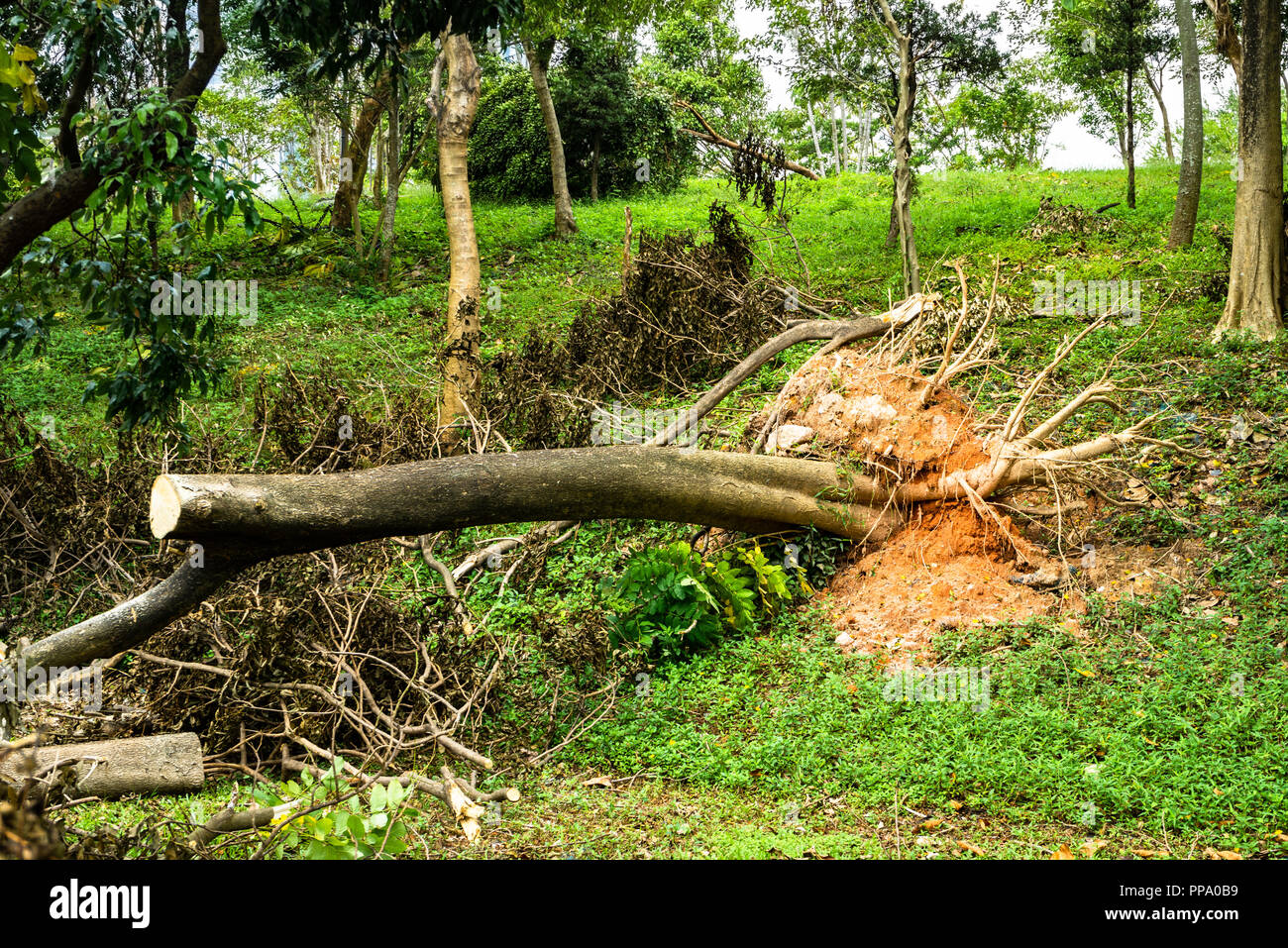 Tree uprooted typhoon hi-res stock photography and images - Alamy