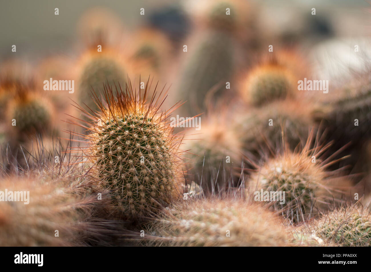 Close-up view of a cacti showing its red spines Stock Photo - Alamy