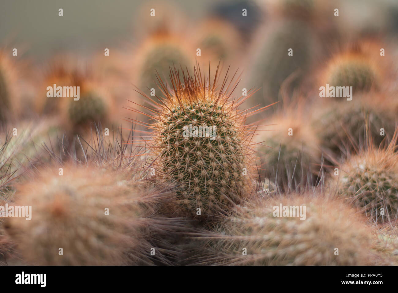 Close-up view of a cacti showing its red spines Stock Photo - Alamy