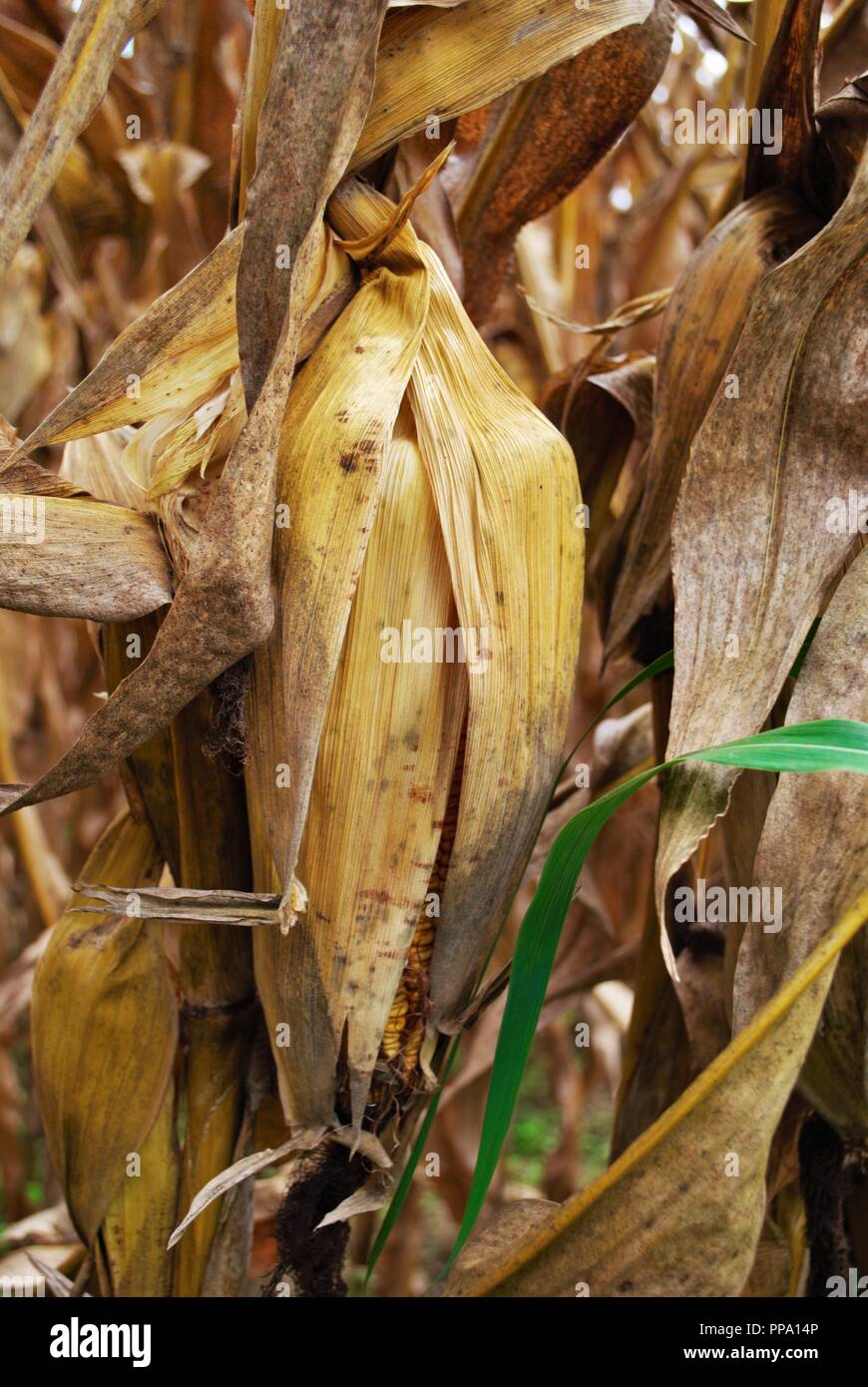 Fall background corn field hi-res stock photography and images - Alamy
