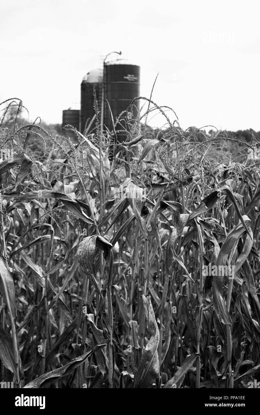 Corn silo Black and White Stock Photos & Images - Alamy
