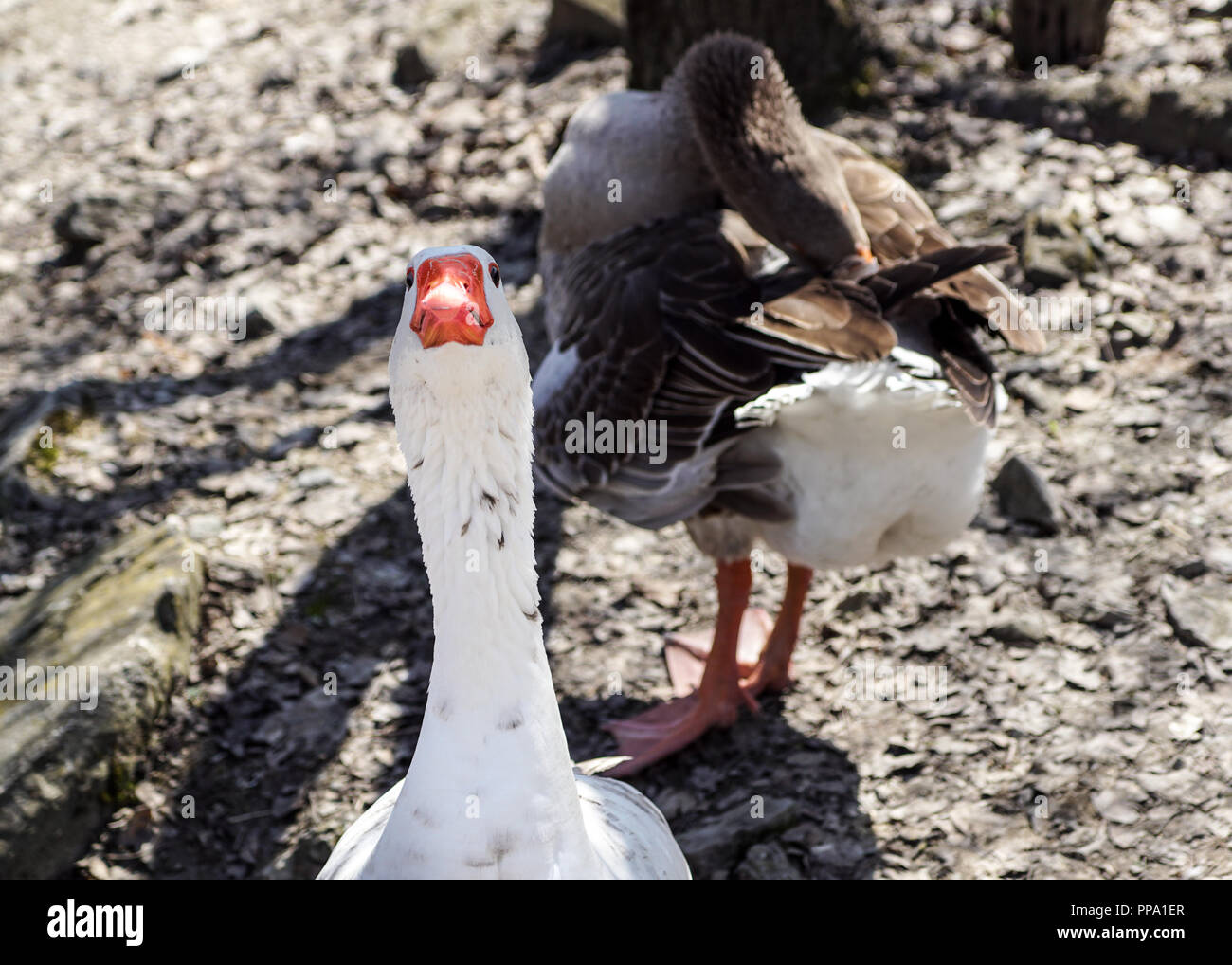 Silly Goose Stock Photos & Silly Goose Stock Images - Alamy