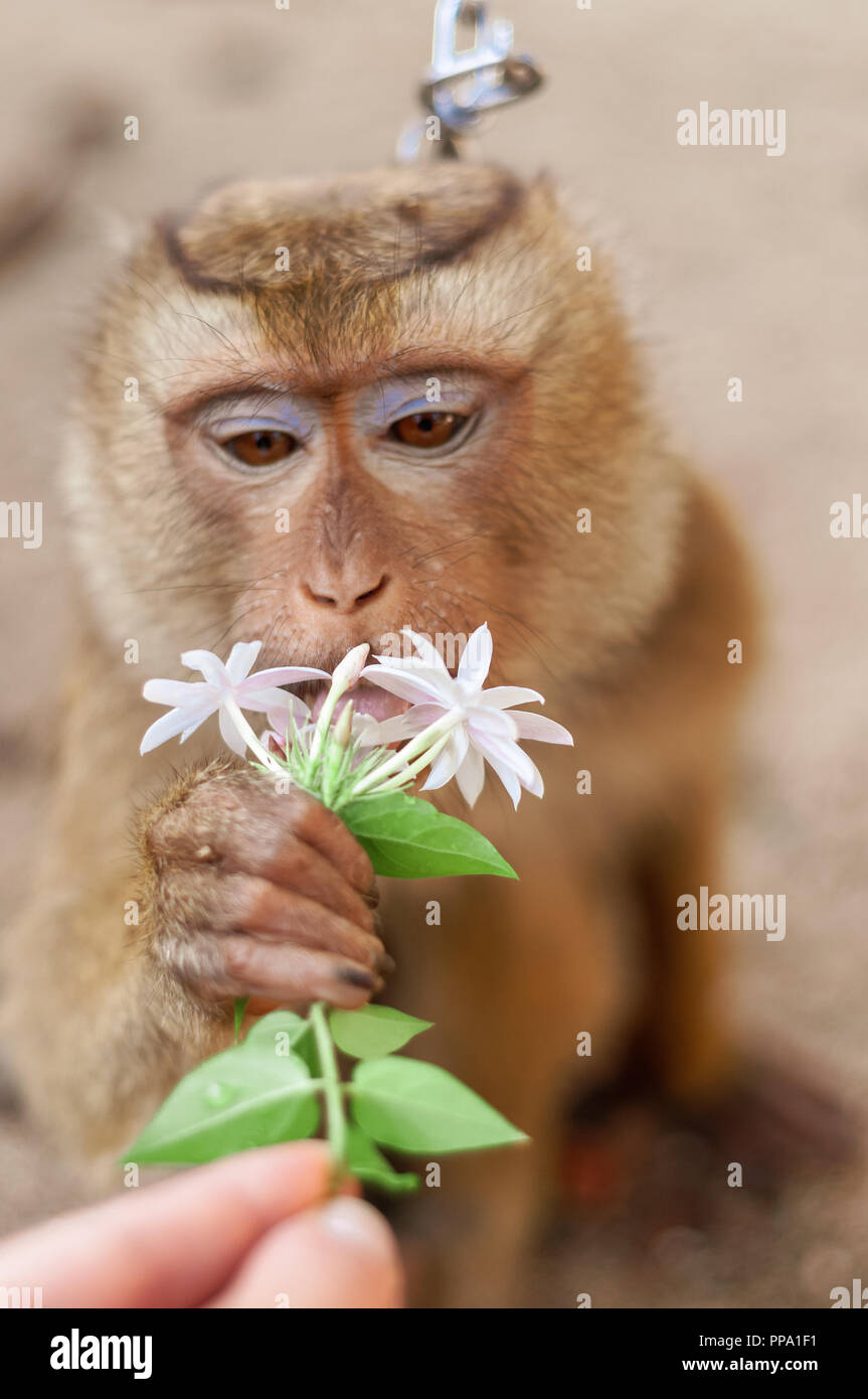 Little white monkey monkey hi-res stock photography and images - Alamy