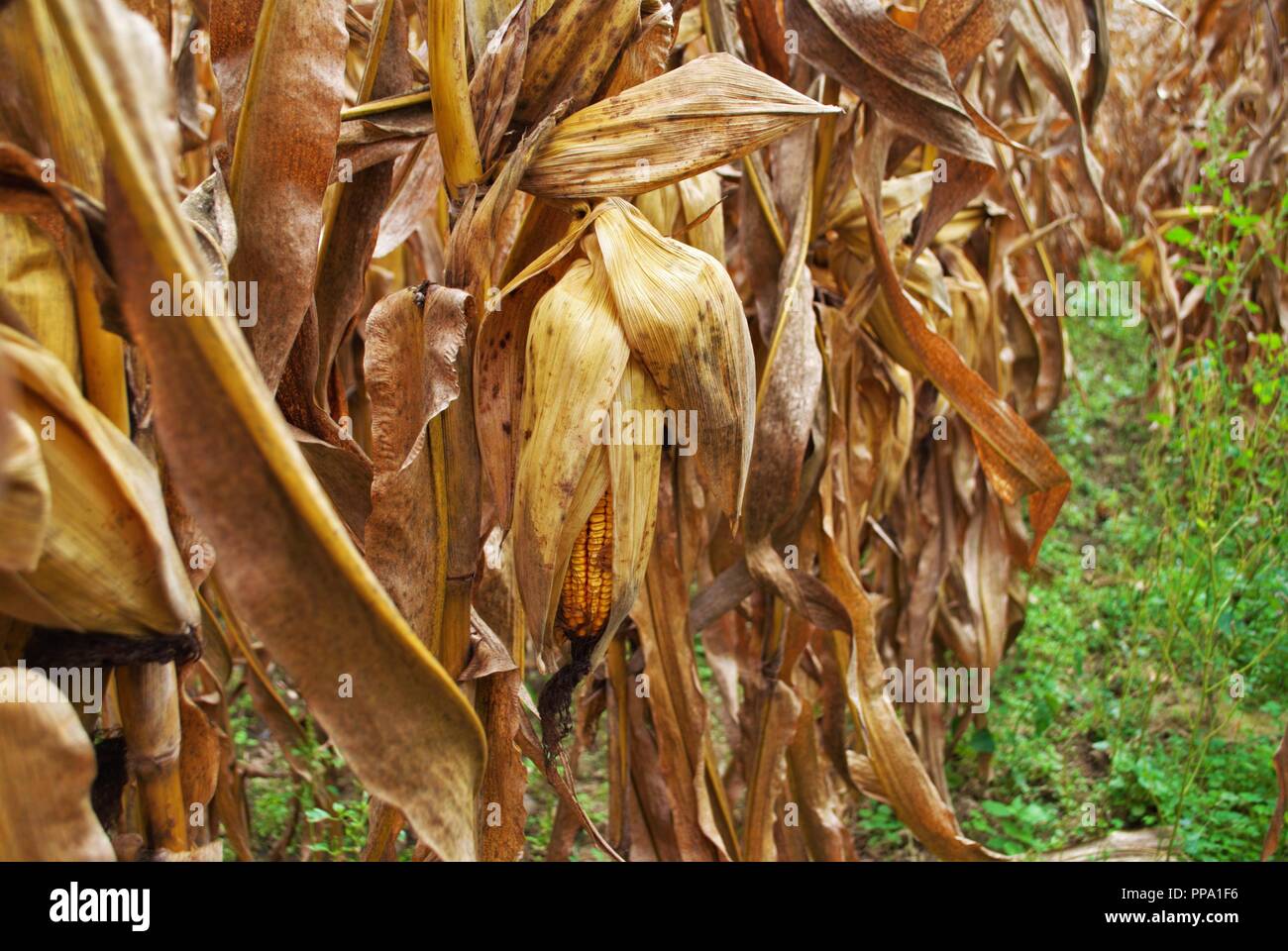 corn on the stalk in a field at harvest time Stock Photo - Alamy