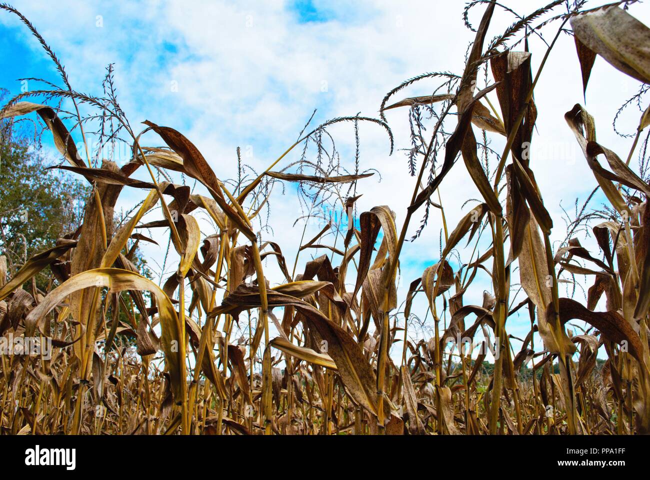 Fall background corn field hi-res stock photography and images - Alamy