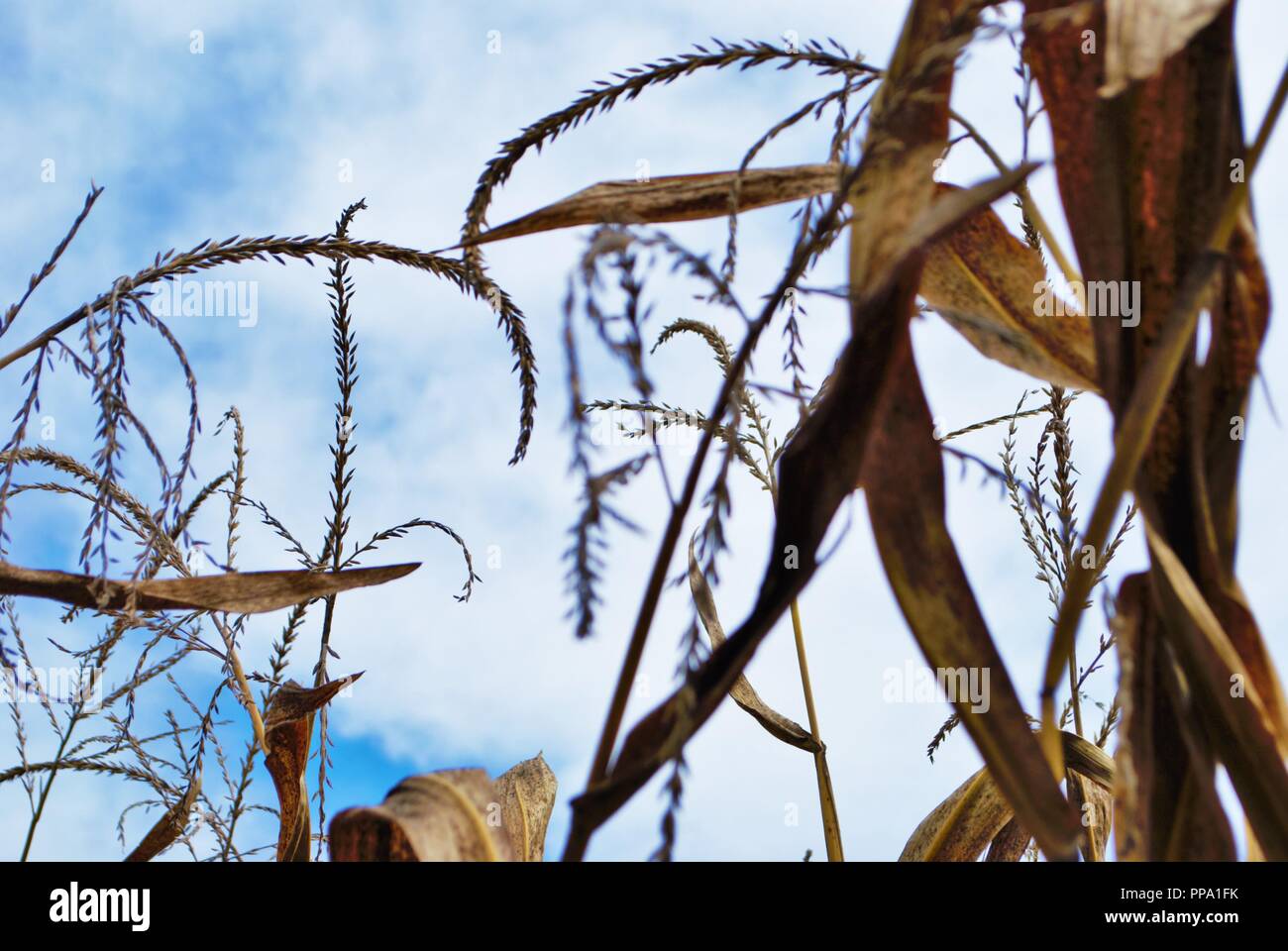 corn on the stalk in a field at harvest time Stock Photo - Alamy