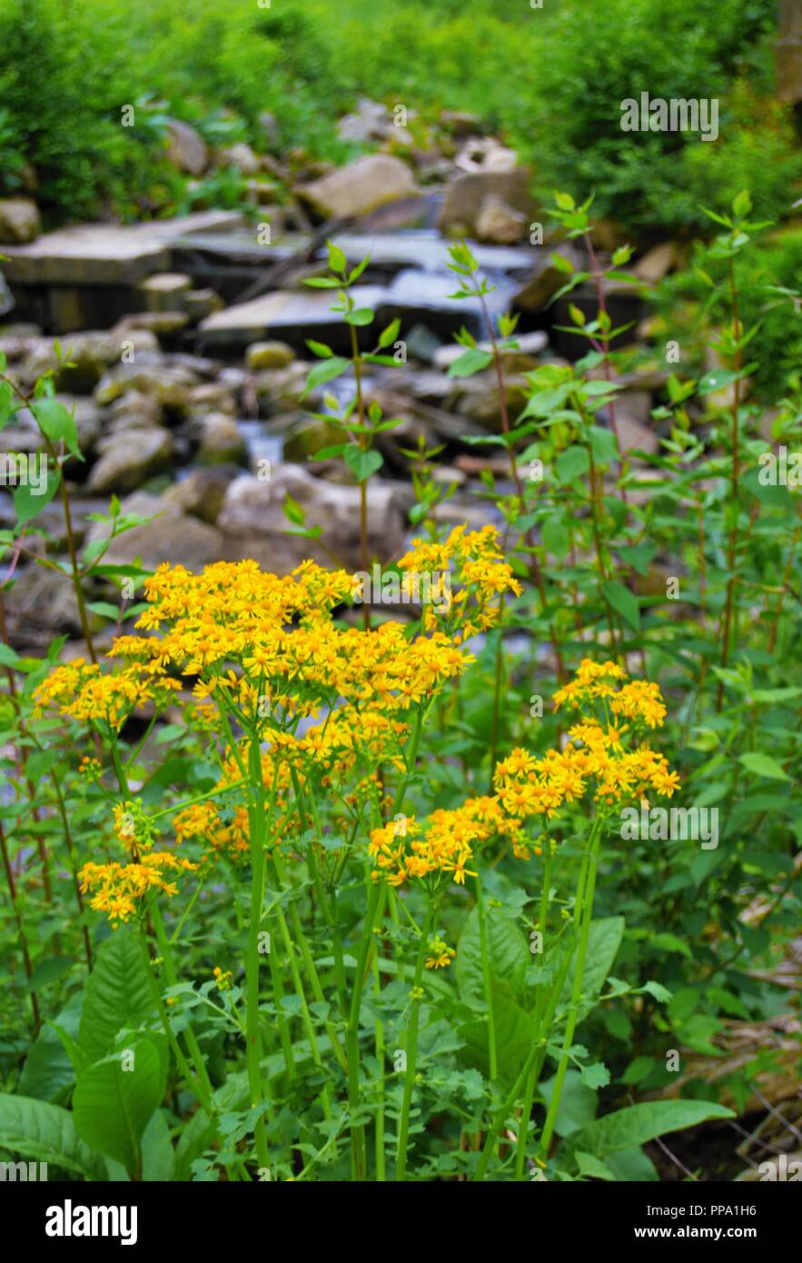Goldenrod in water hi-res stock photography and images - Alamy