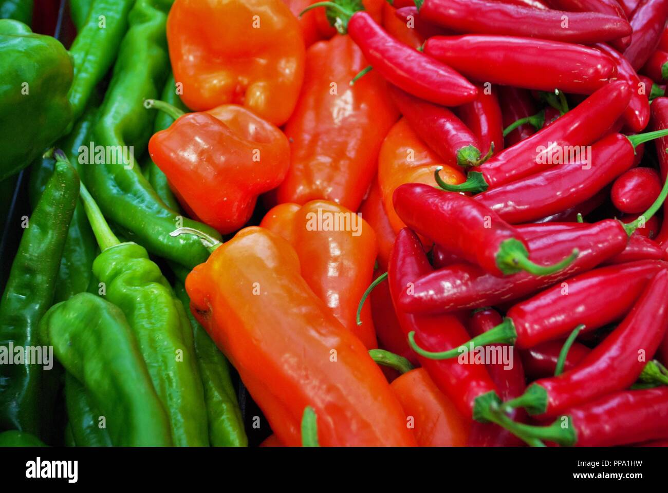 Jalapeno on colored background hi-res stock photography and images - Alamy