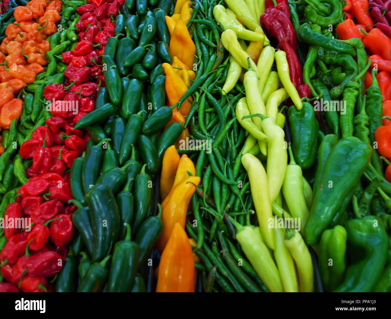 lots of colored hot peppers on display Stock Photo - Alamy
