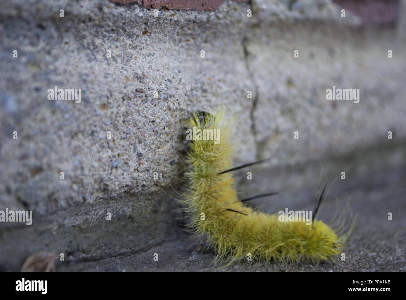 yellow wooly worm caterpillar on concrete brick and wood Stock Photo ...