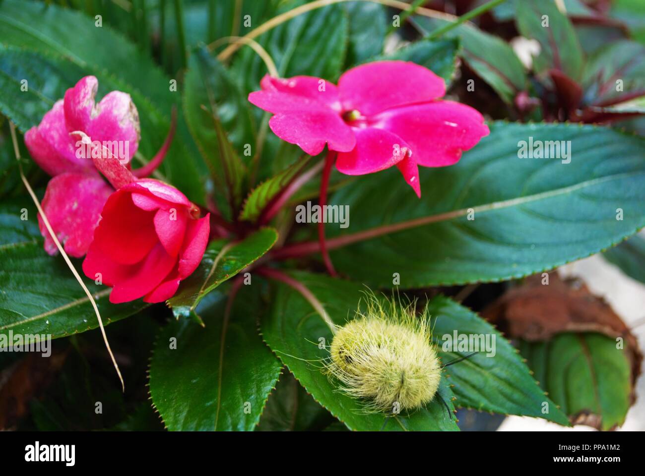 yellow wooly worm caterpillar on bright pink flower Stock Photo - Alamy