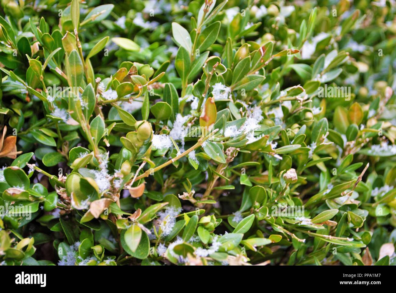 Light dusting of snow hi-res stock photography and images - Alamy