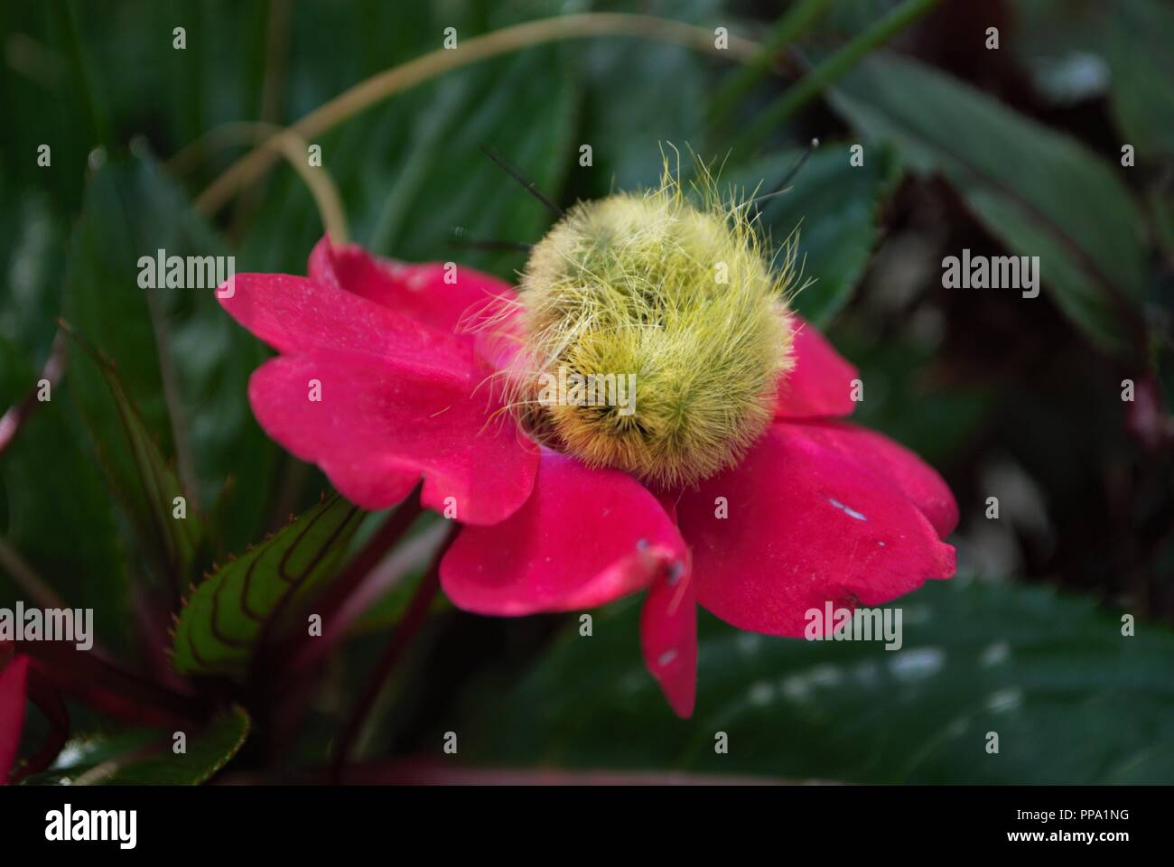 yellow wooly worm caterpillar on bright pink flower Stock Photo - Alamy