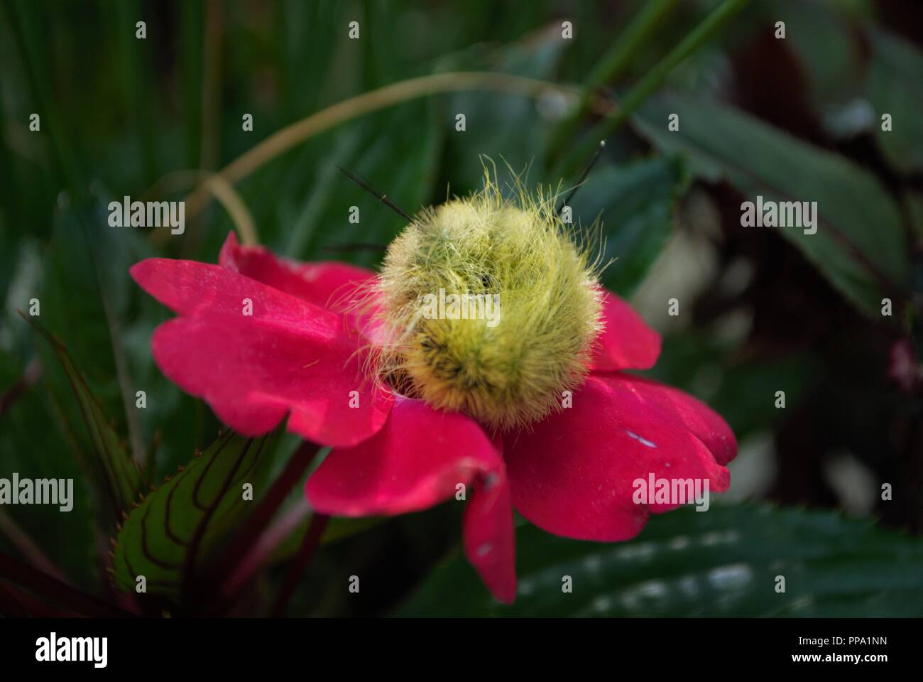 yellow wooly worm caterpillar on bright pink flower Stock Photo - Alamy