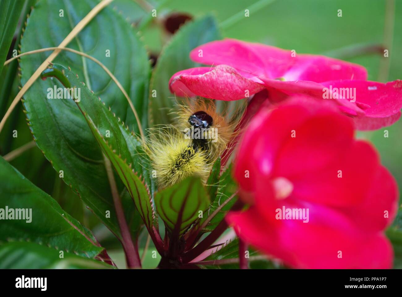 yellow wooly worm caterpillar on bright pink flower Stock Photo - Alamy